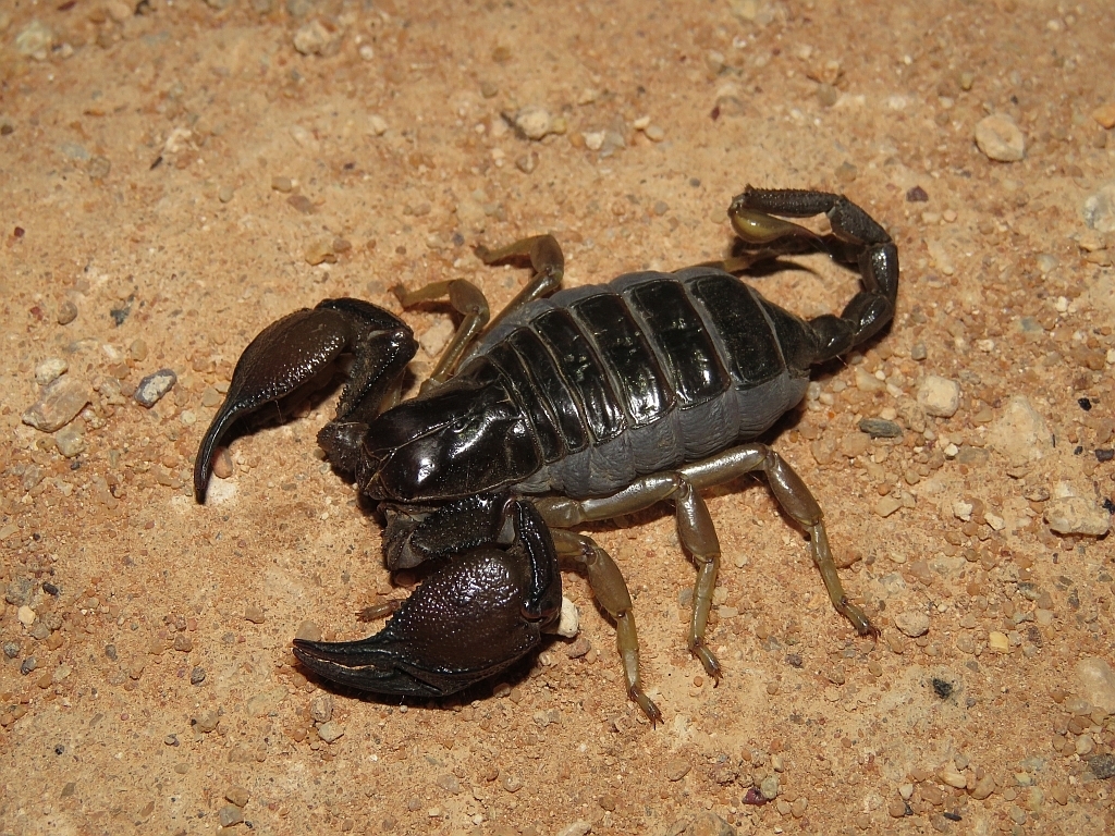 Robust Burrowing Scorpion from Karas Region, Namibia on September 22 ...