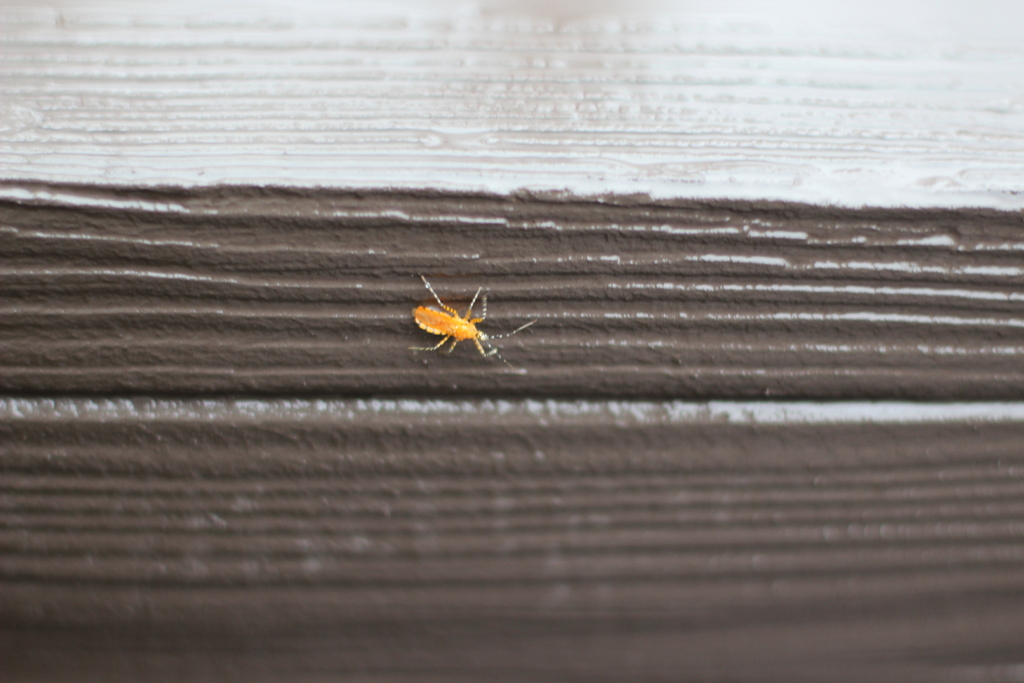 Orange Assassin Bug from Springfield, VA, USA on November 16, 2019 at ...