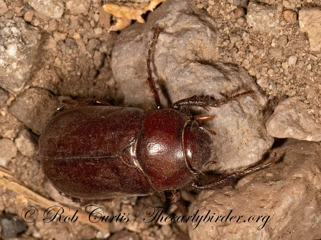June Beetles from Davis Mountains, Texas 79734, USA on May 23, 2021 at ...