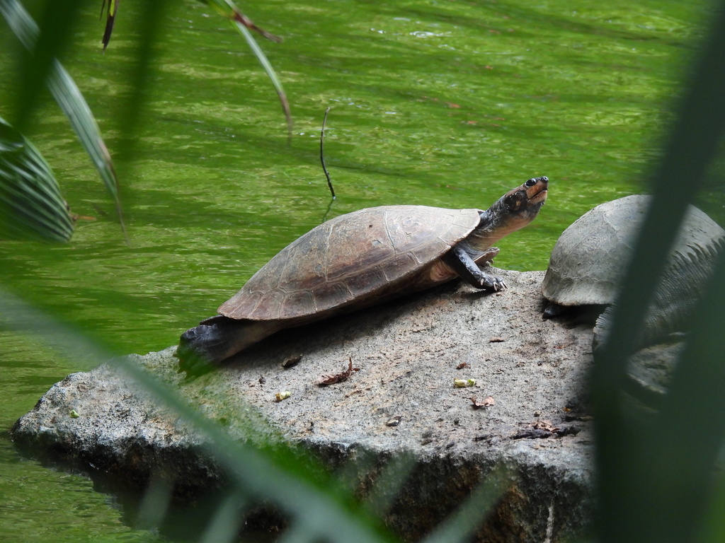 Magdalena River Turtle in February 2023 by Caroline Quinn · iNaturalist