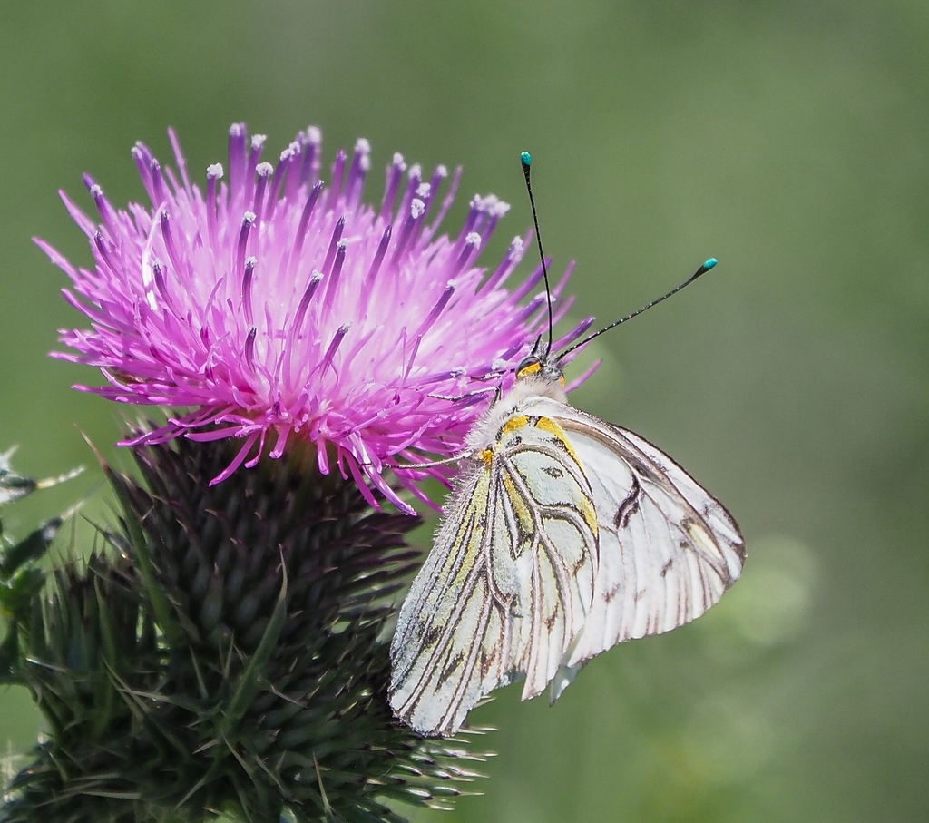 Phulia autodice from El Palenque (private), Buenos Aires Province ...