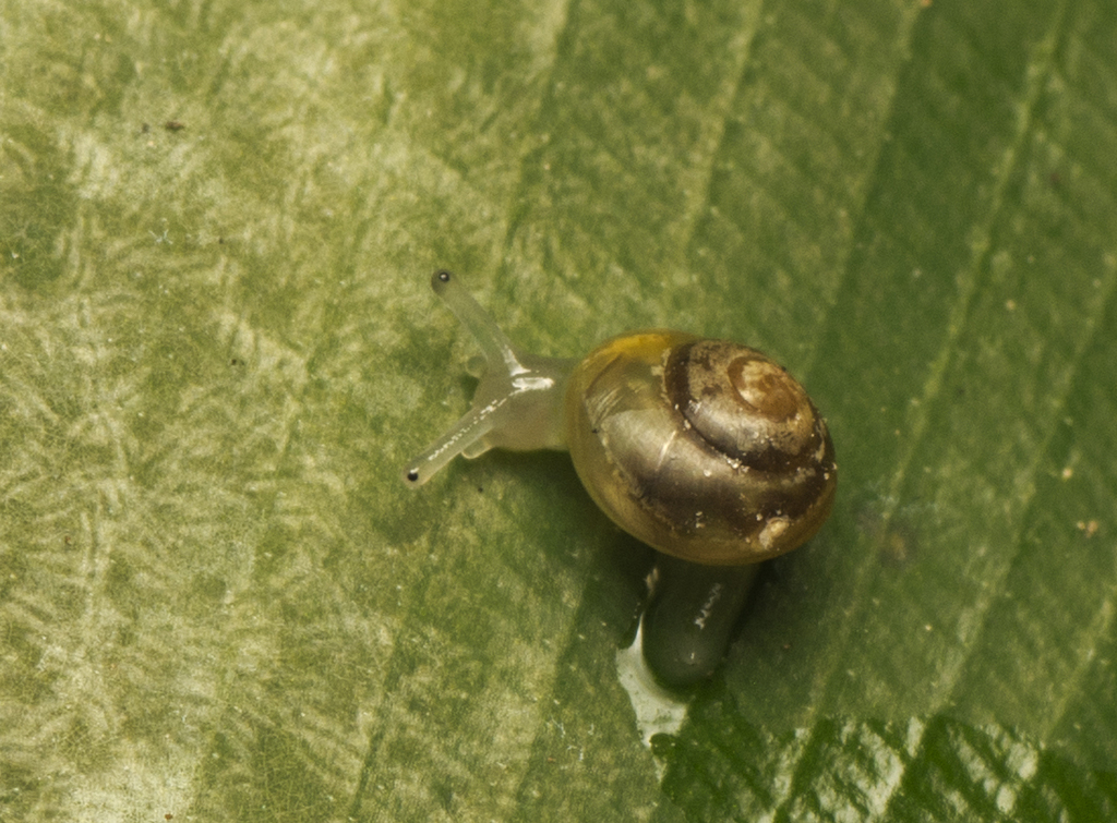 Pampin's Beehive Snail from Redlynch Intake Rd, Lamb Range QLD 4870 ...
