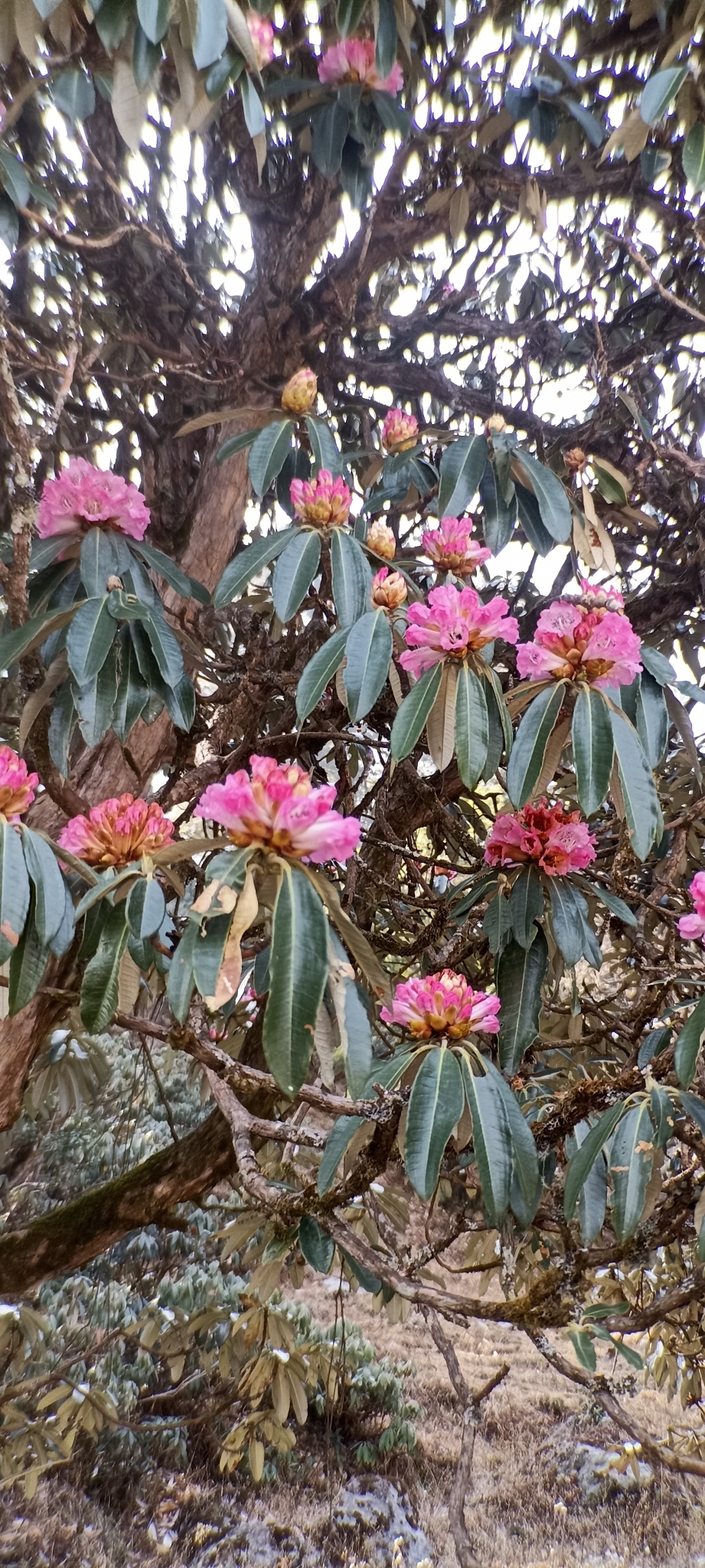 Rhododendron arboreum Sm.