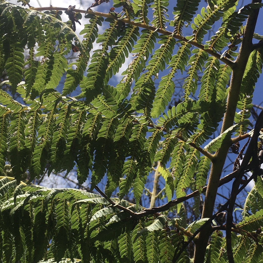 scaly tree ferns from Botumirim - State of Minas Gerais, 39596-000 ...