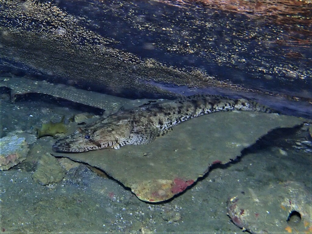 Longhead Flathead from exHMAS Swan, Dunsborough, WA, Australia on ...