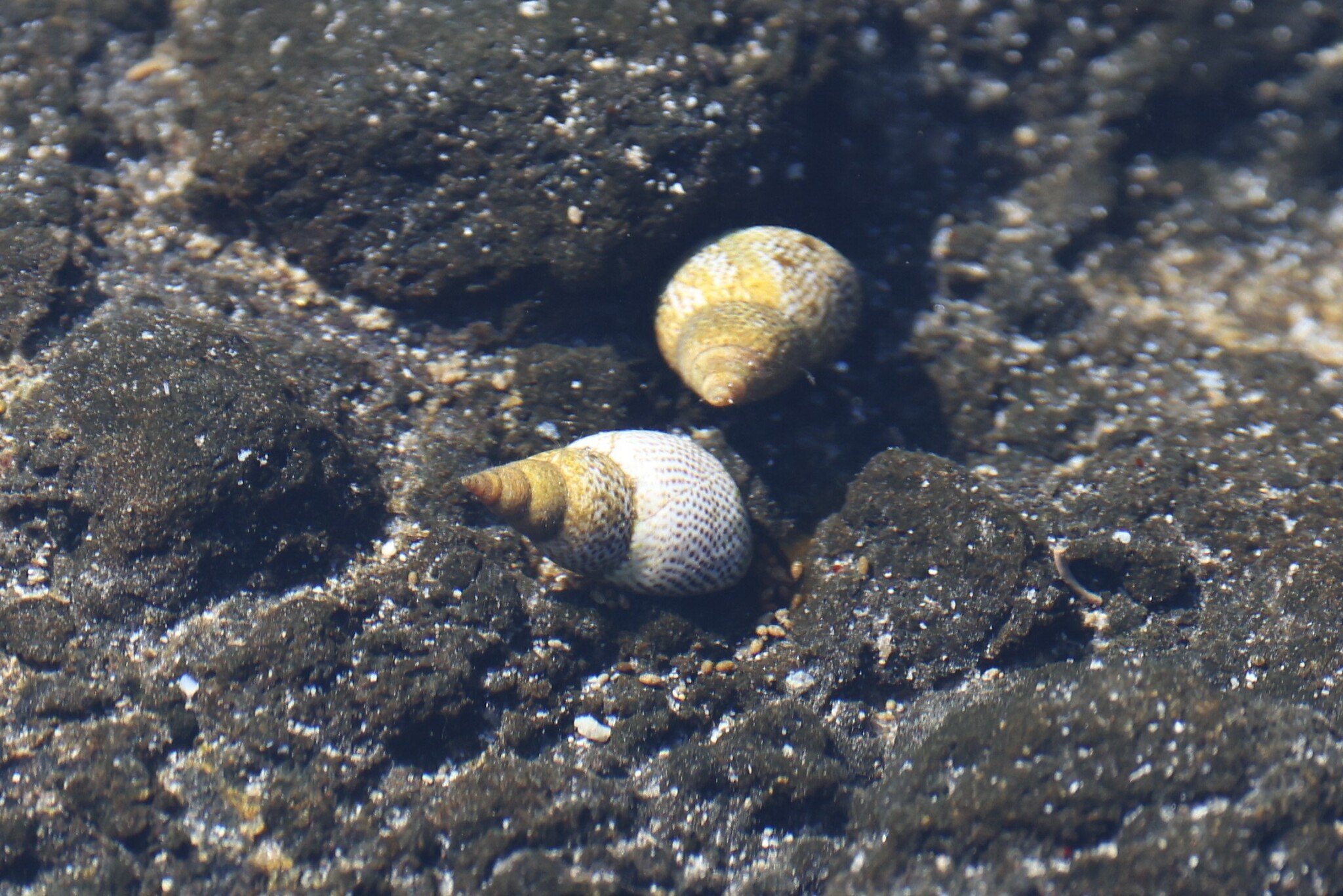 Littoraria pintado (W.Wood, 1828)