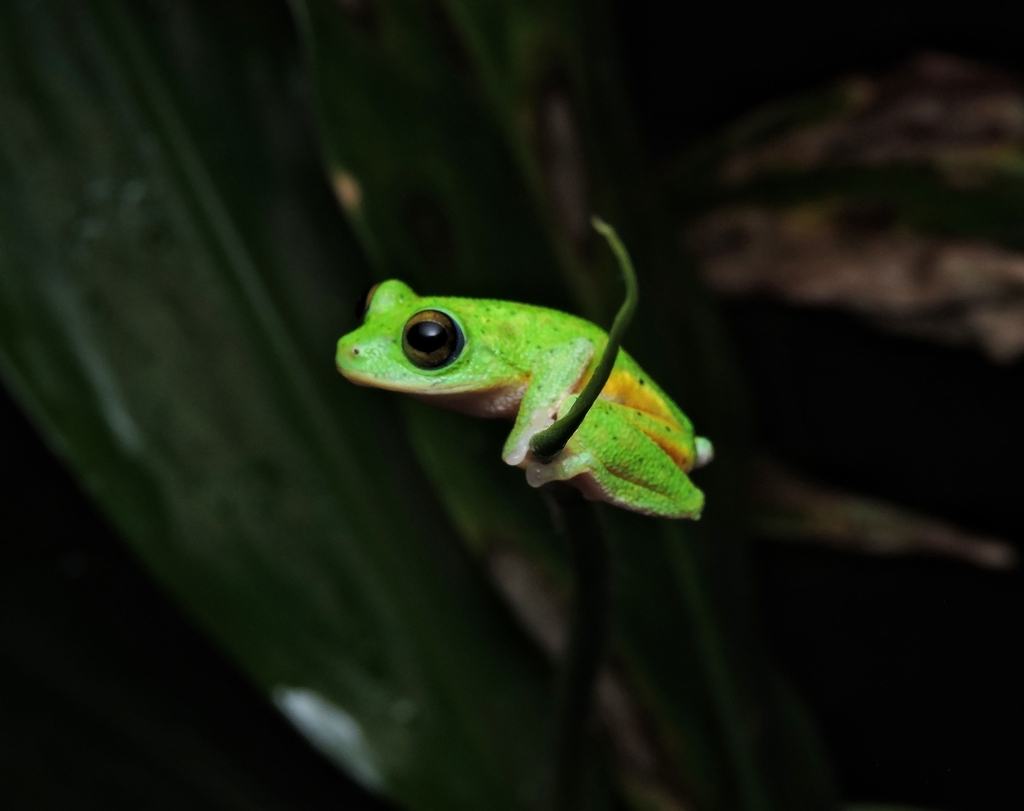 Round-snout pygmy frog in November 2021 by Shaveen Madushka · iNaturalist