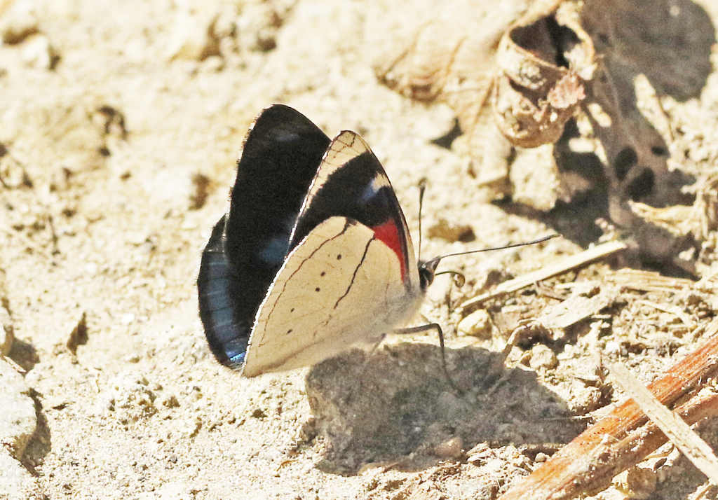 Vague Numberwings from Km 62 Ruta Antigua Nono, Tandayapa 170104 ...