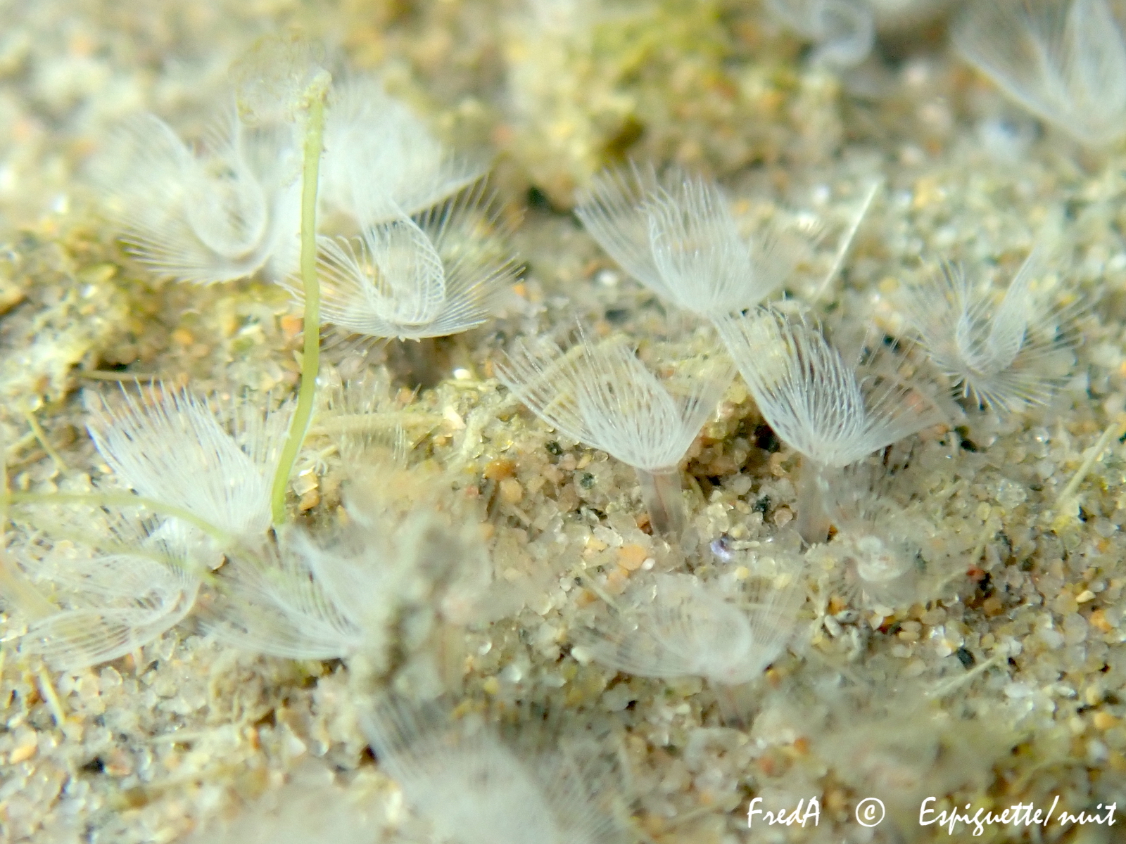 Phoronis psammophila Cori, 1889