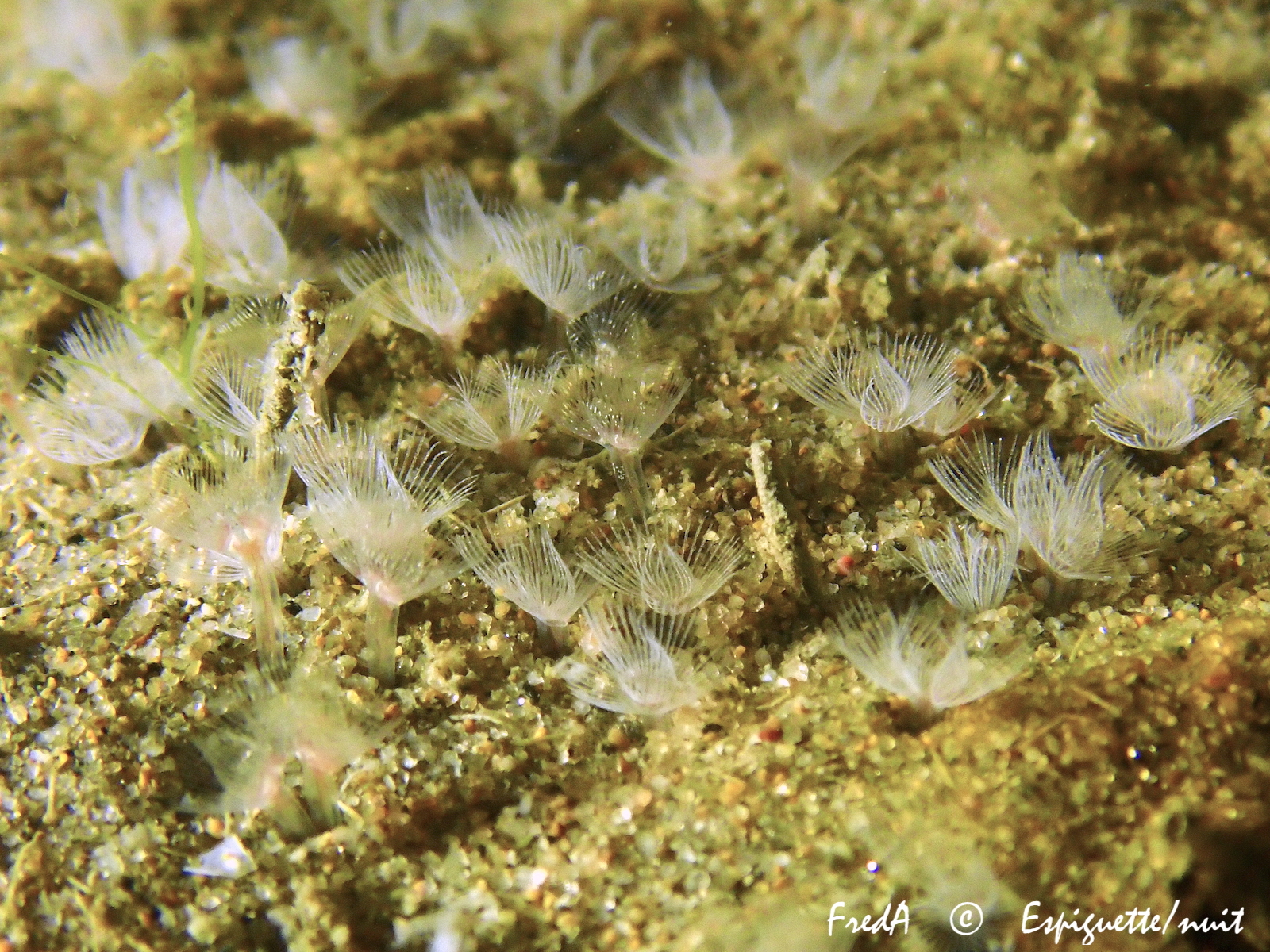 Phoronis psammophila Cori, 1889