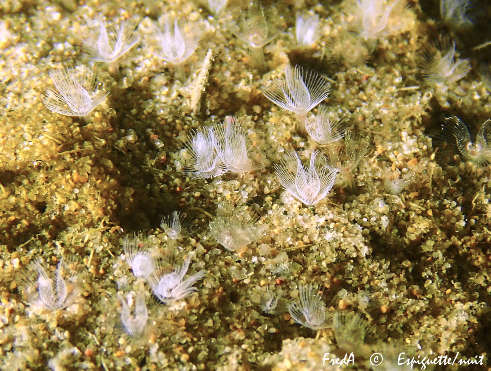 Phoronis psammophila Cori, 1889