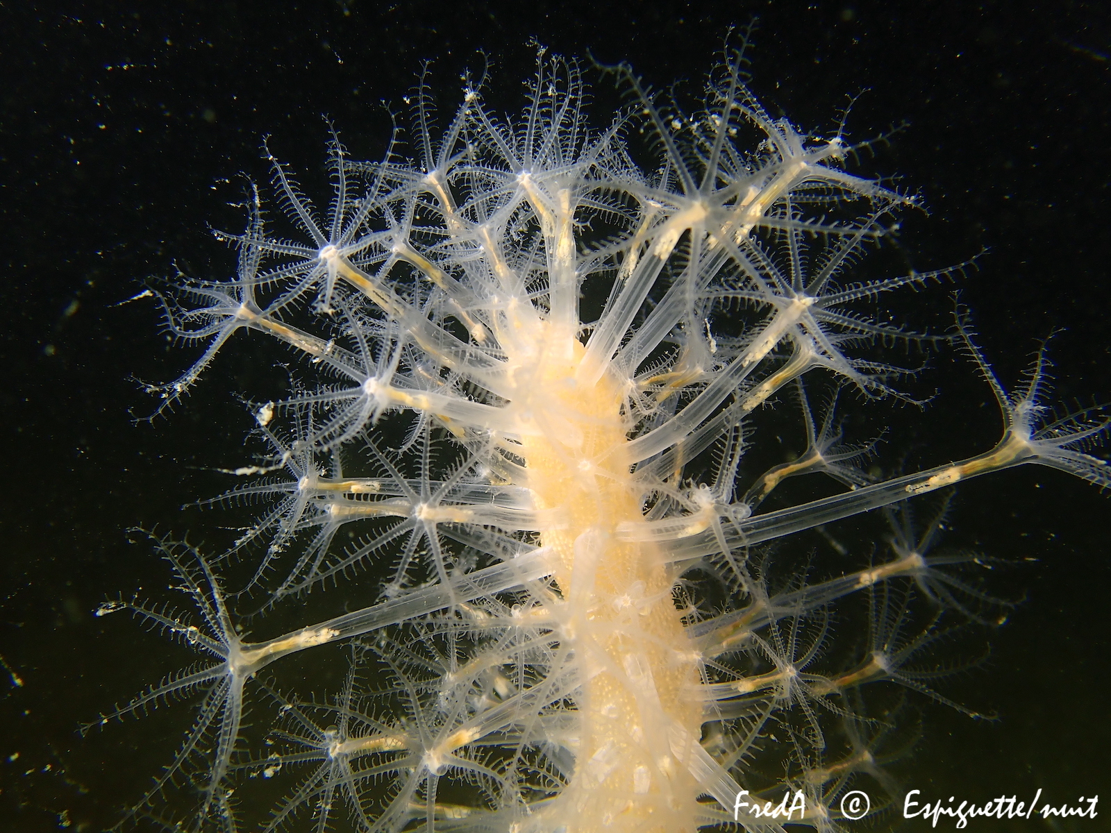 Veretillum cynomorium (Pallas, 1766)