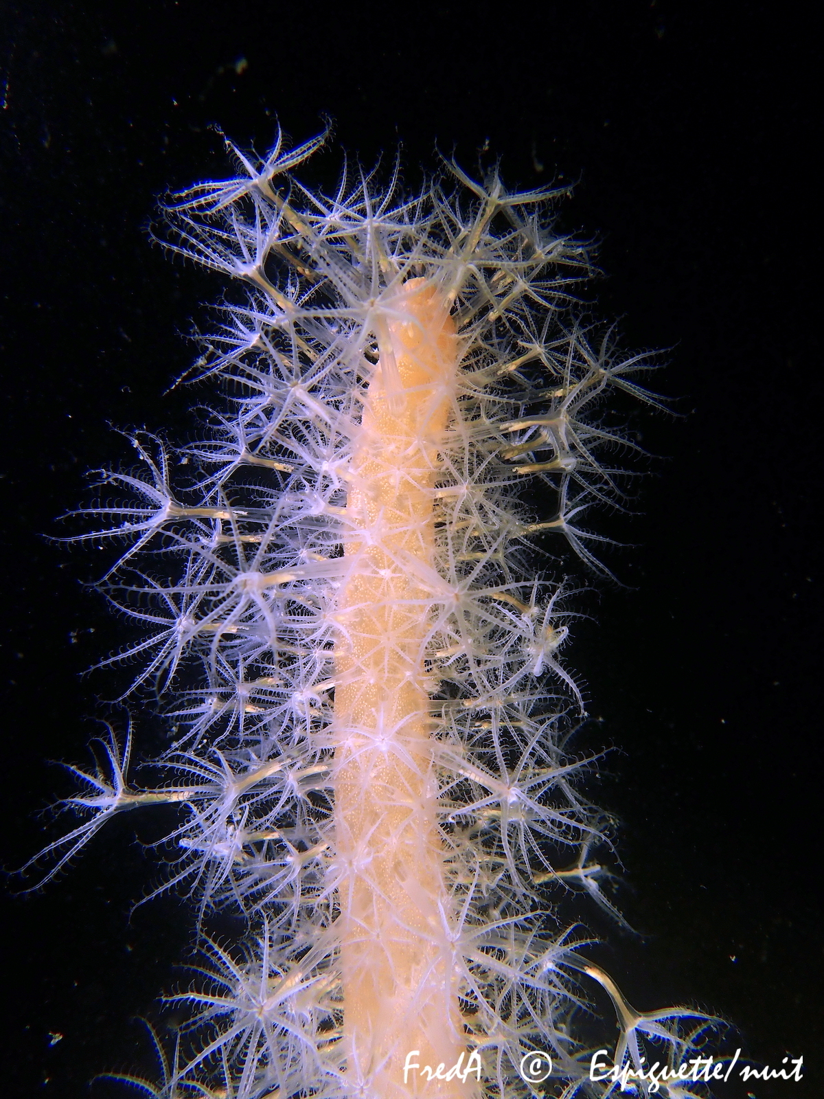 Veretillum cynomorium (Pallas, 1766)