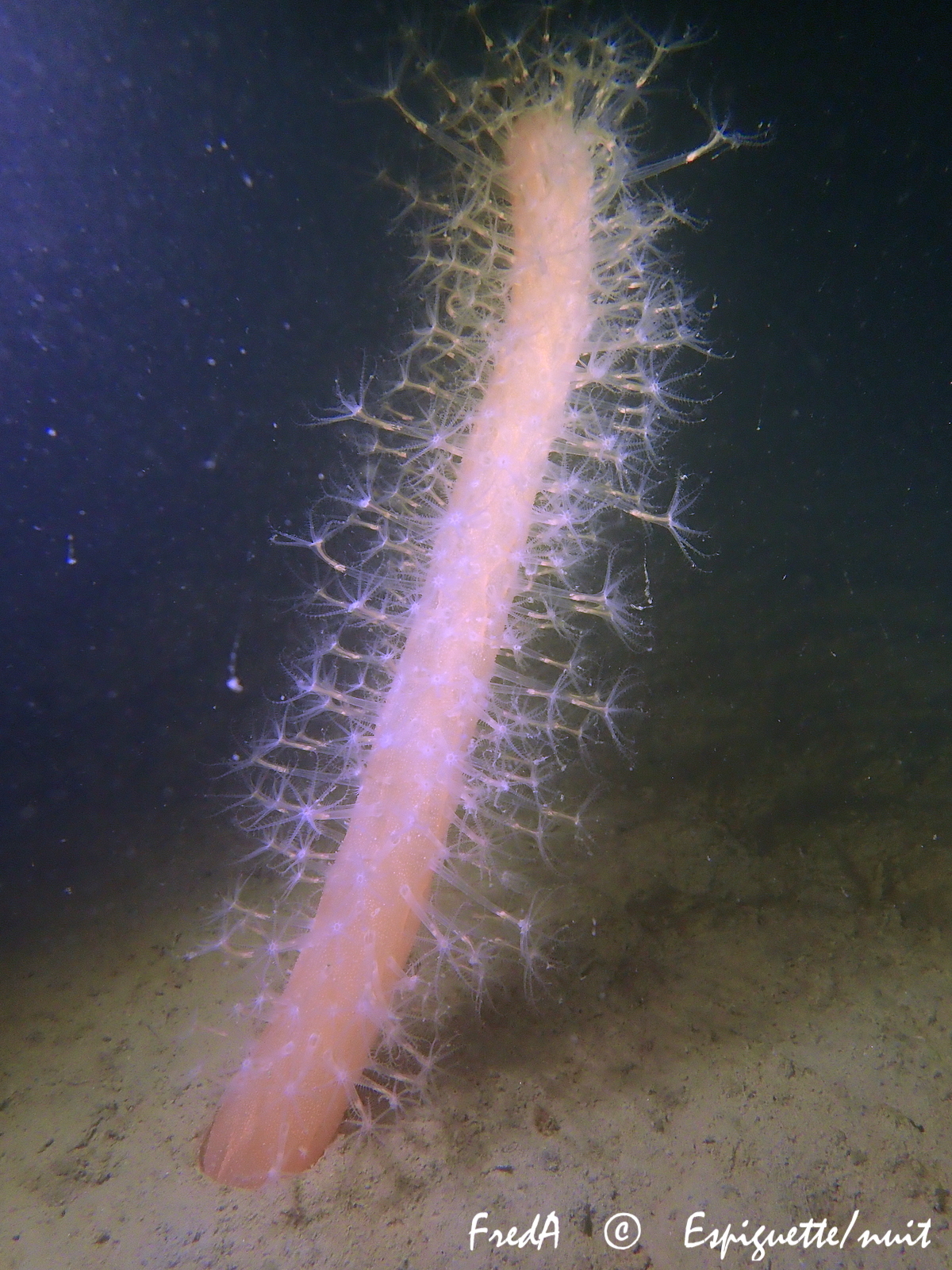 Veretillum cynomorium (Pallas, 1766)