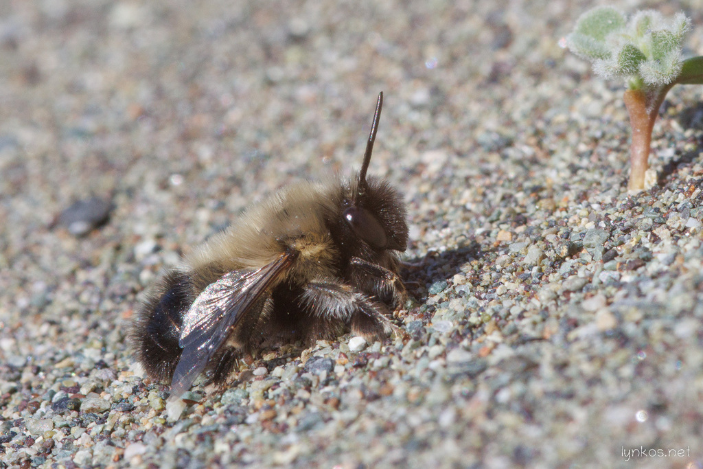 Common Digger Bees from Crete, Crete, Greece on February 16, 2023 at 01 ...