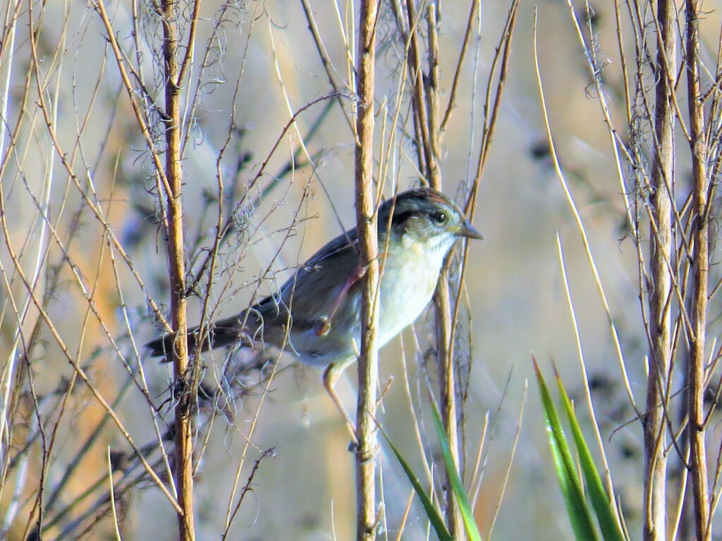 Swamp Sparrow from 1785-2599 Leonard Lee Rd, Wimauma, FL 33598, USA on ...