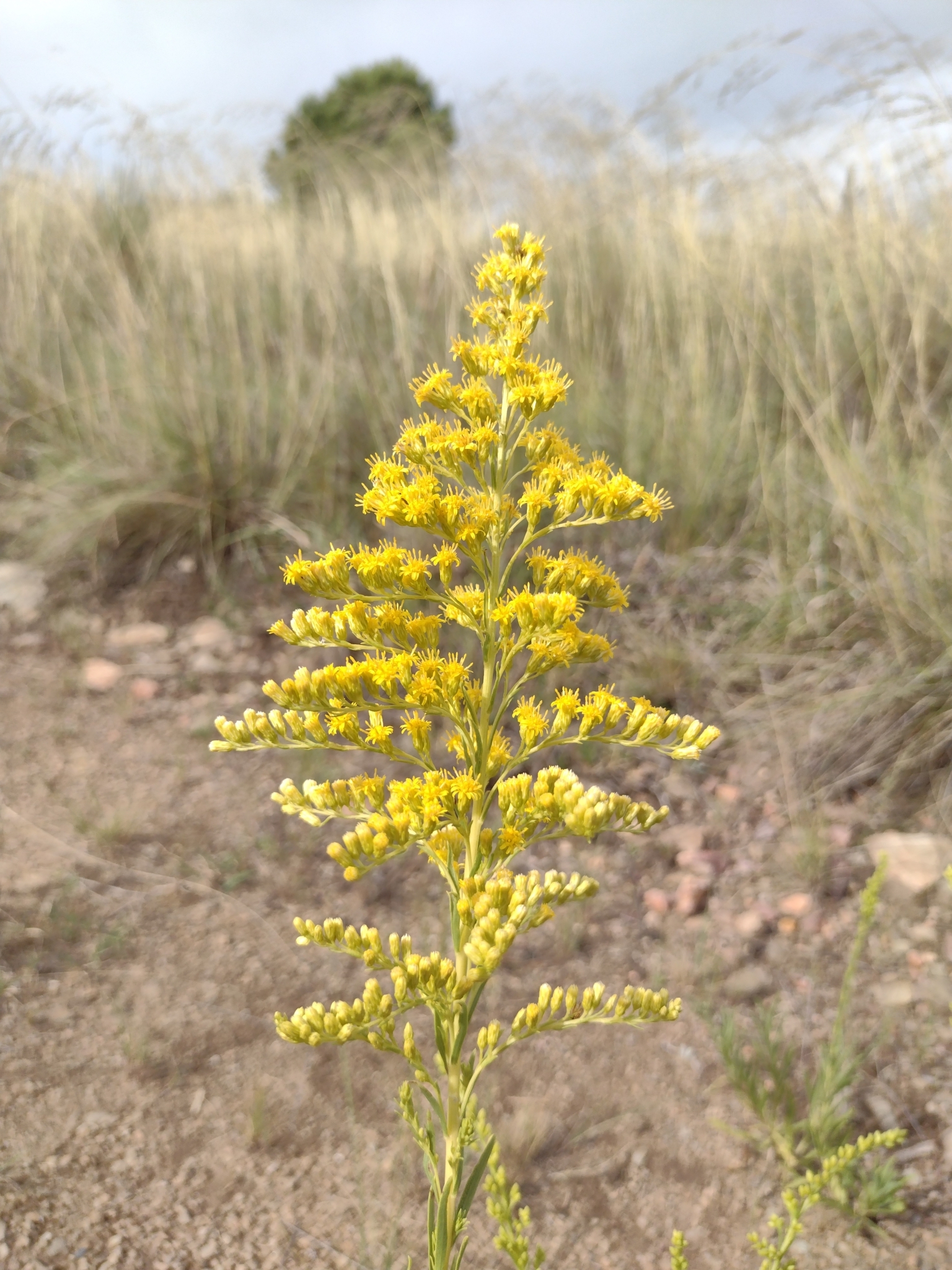 Solidago chilensis Meyen