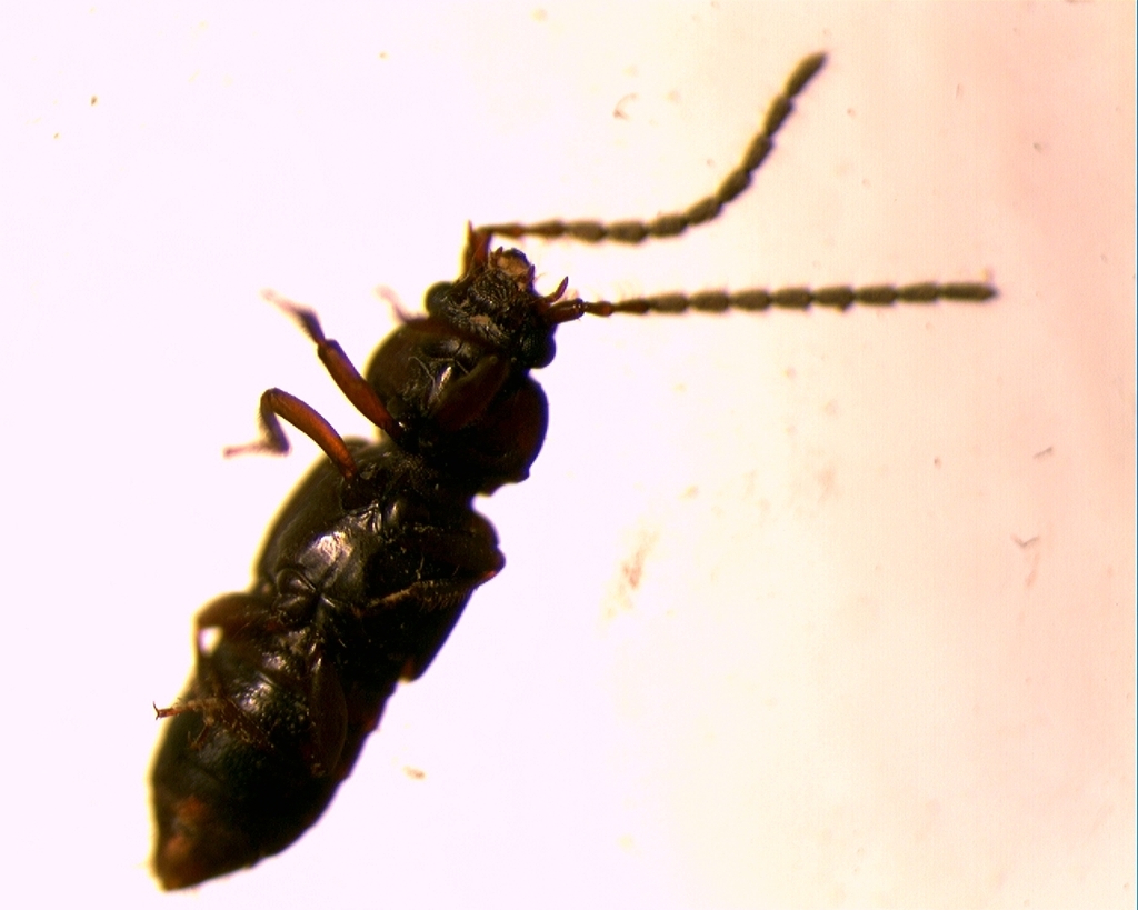 Piestus from 8JG3+732, Orellana, Ecuador on September 10, 2017 at 12:21 ...