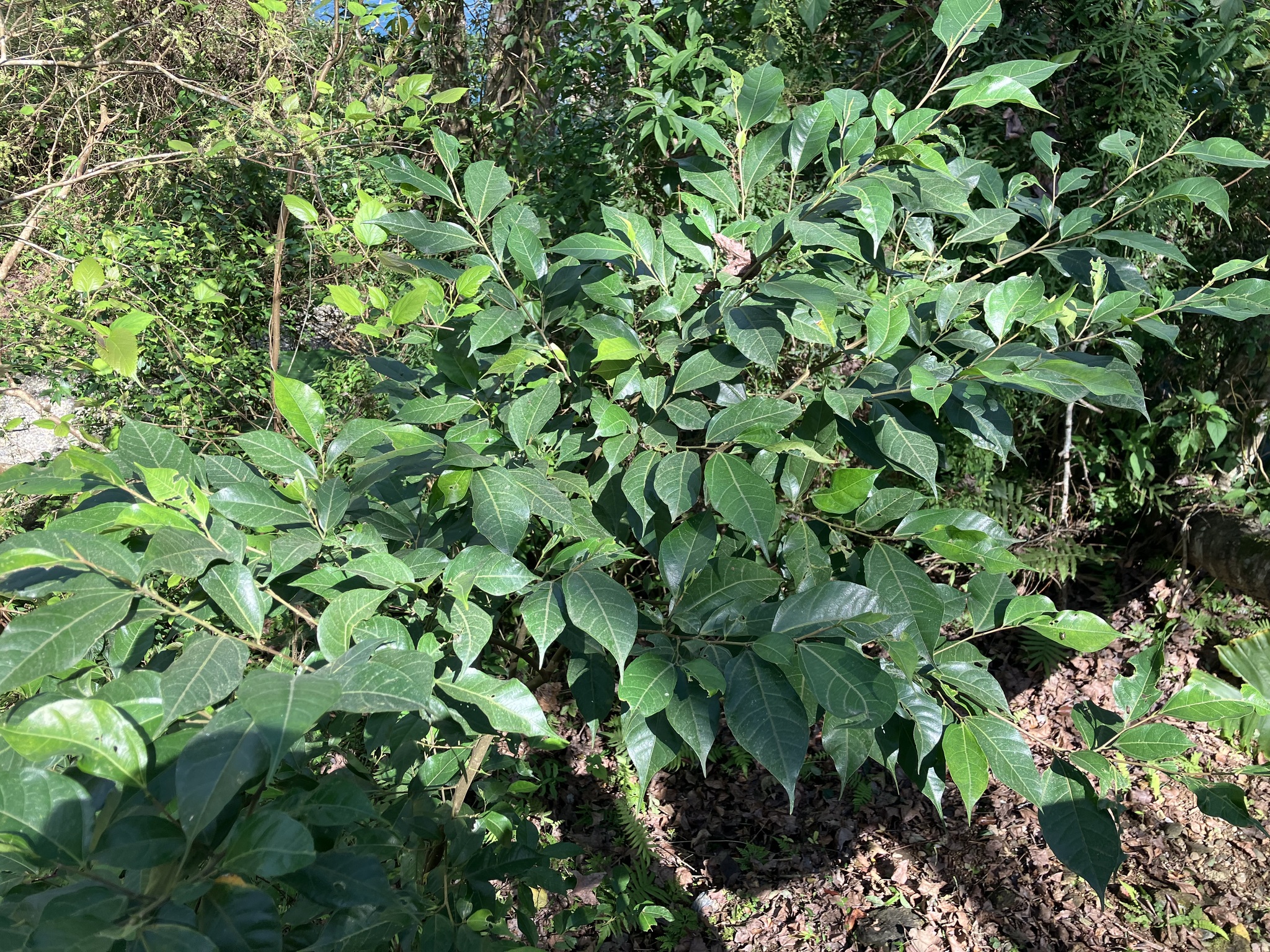 Ficus ampelos Burm.f.