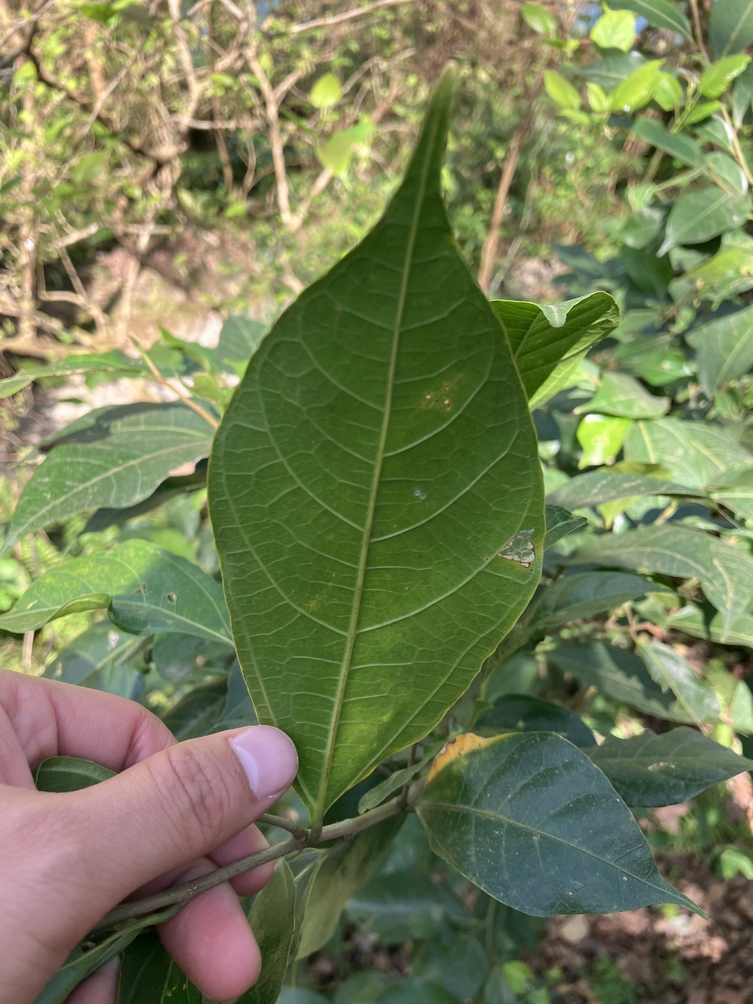 Ficus ampelos Burm.f.