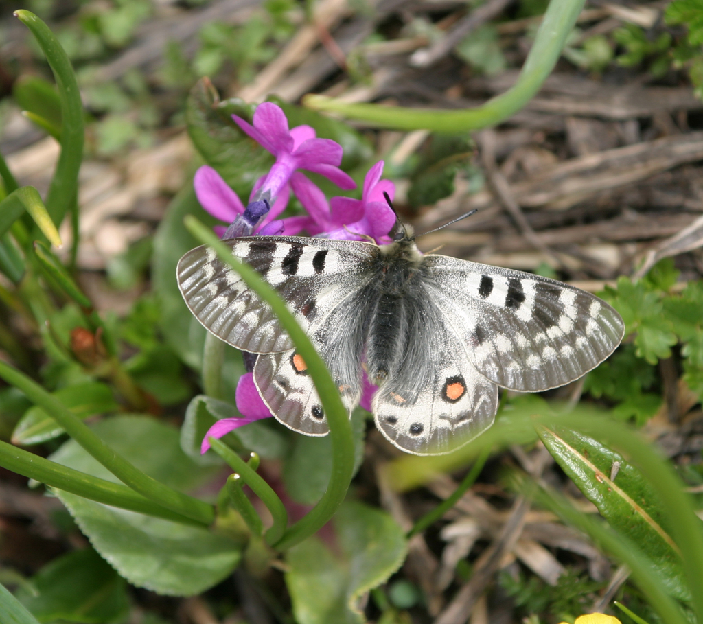 Parnassius delphius albulus from Kazakhstan, Almaty SE environs ...