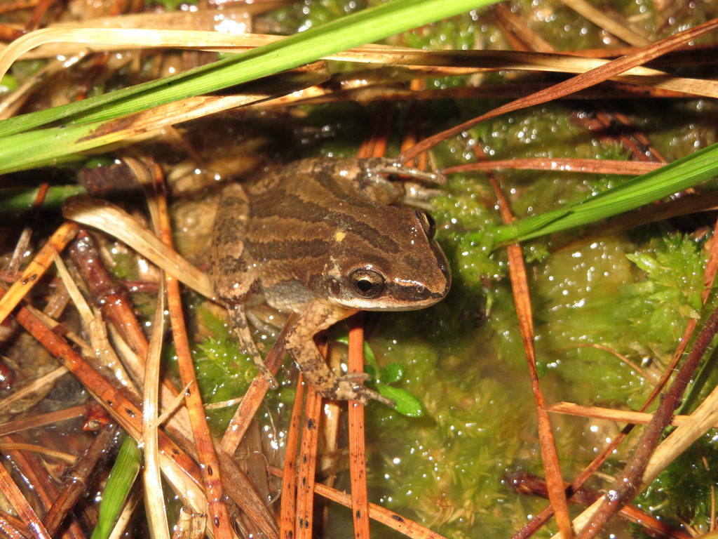 Cajun Chorus Frog from East Feliciana Parish, LA, USA on February 16 ...