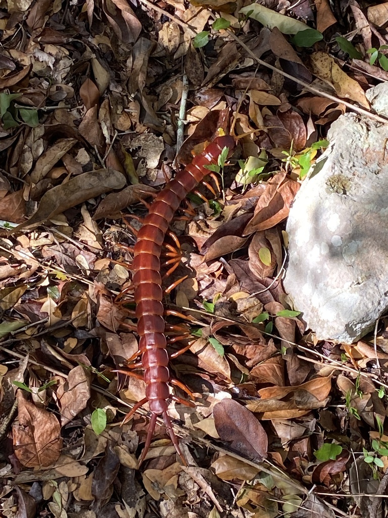 Caribbean Giant Centipede from Jaragua National Park, Oviedo ...