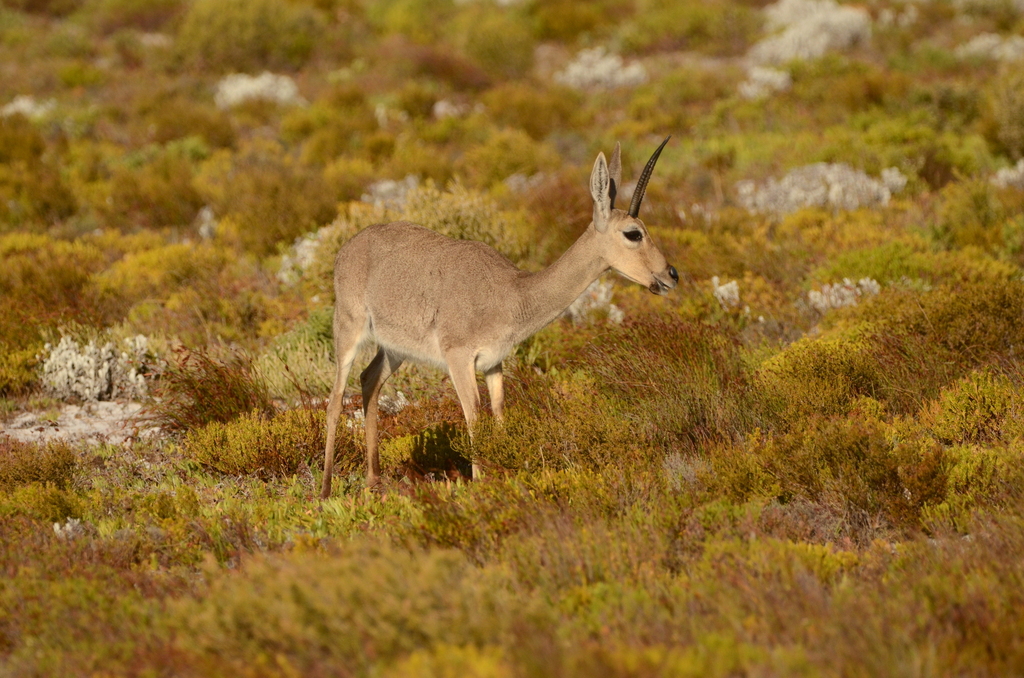 Grey Rhebok from Cape Point, Cape Town, South Africa on February 17 ...