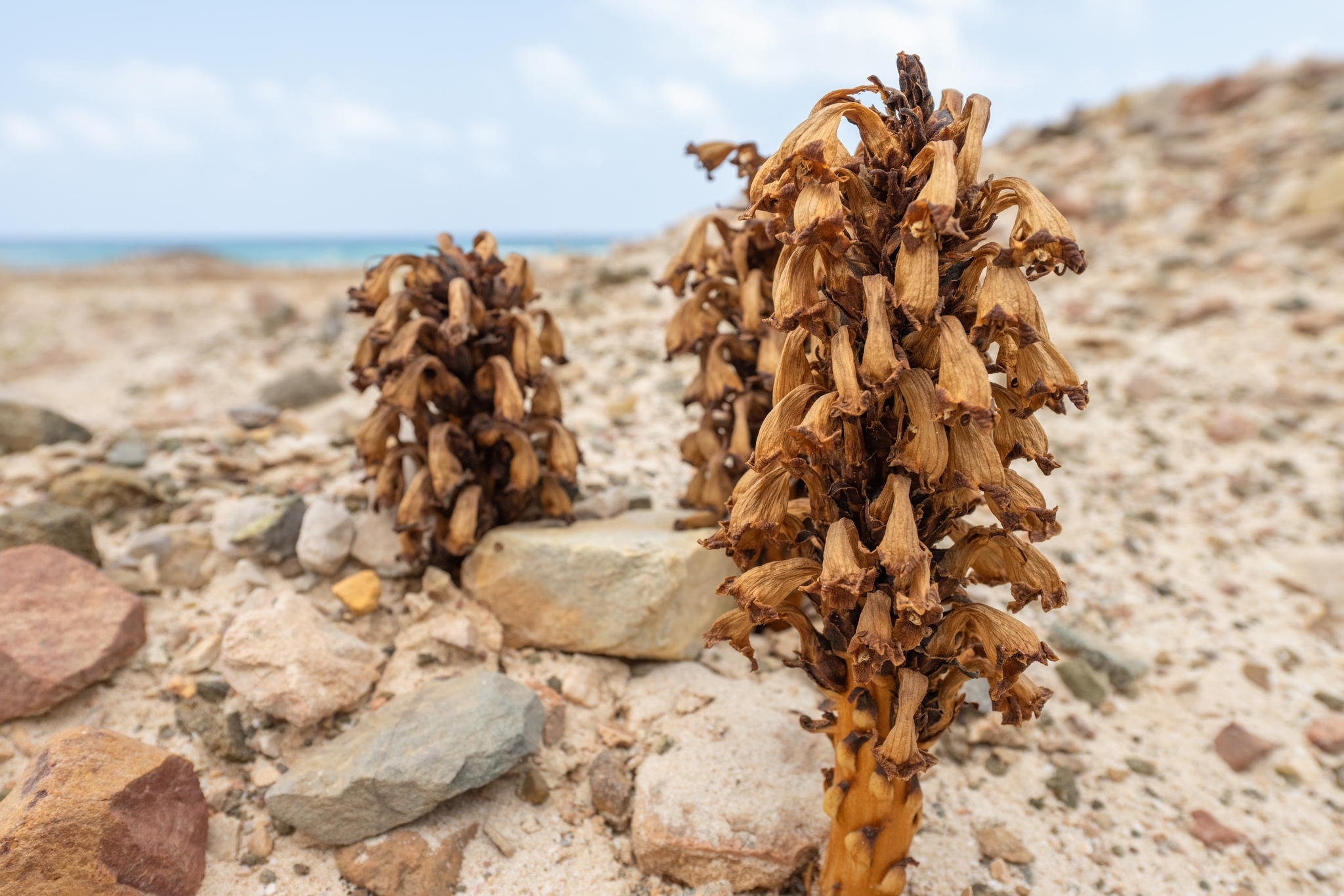 Cistanche tubulosa (Schenk) Wight