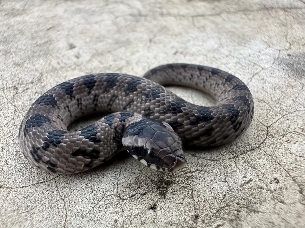 Snouted Night Adder from Christie Crescent, Mbombela, MP, ZA on ...