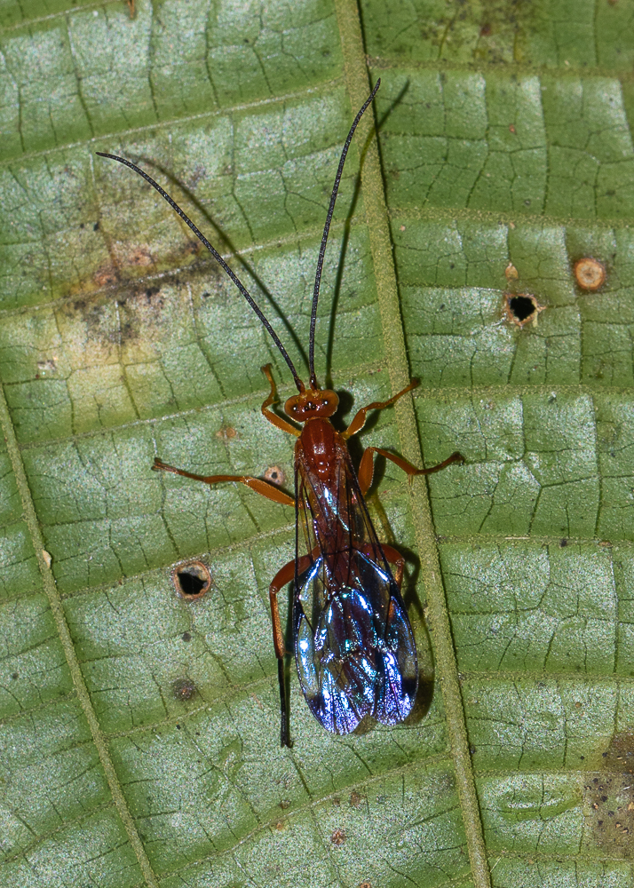 Ichneumonid and Braconid Wasps from Linda Vista, Provincia de ...