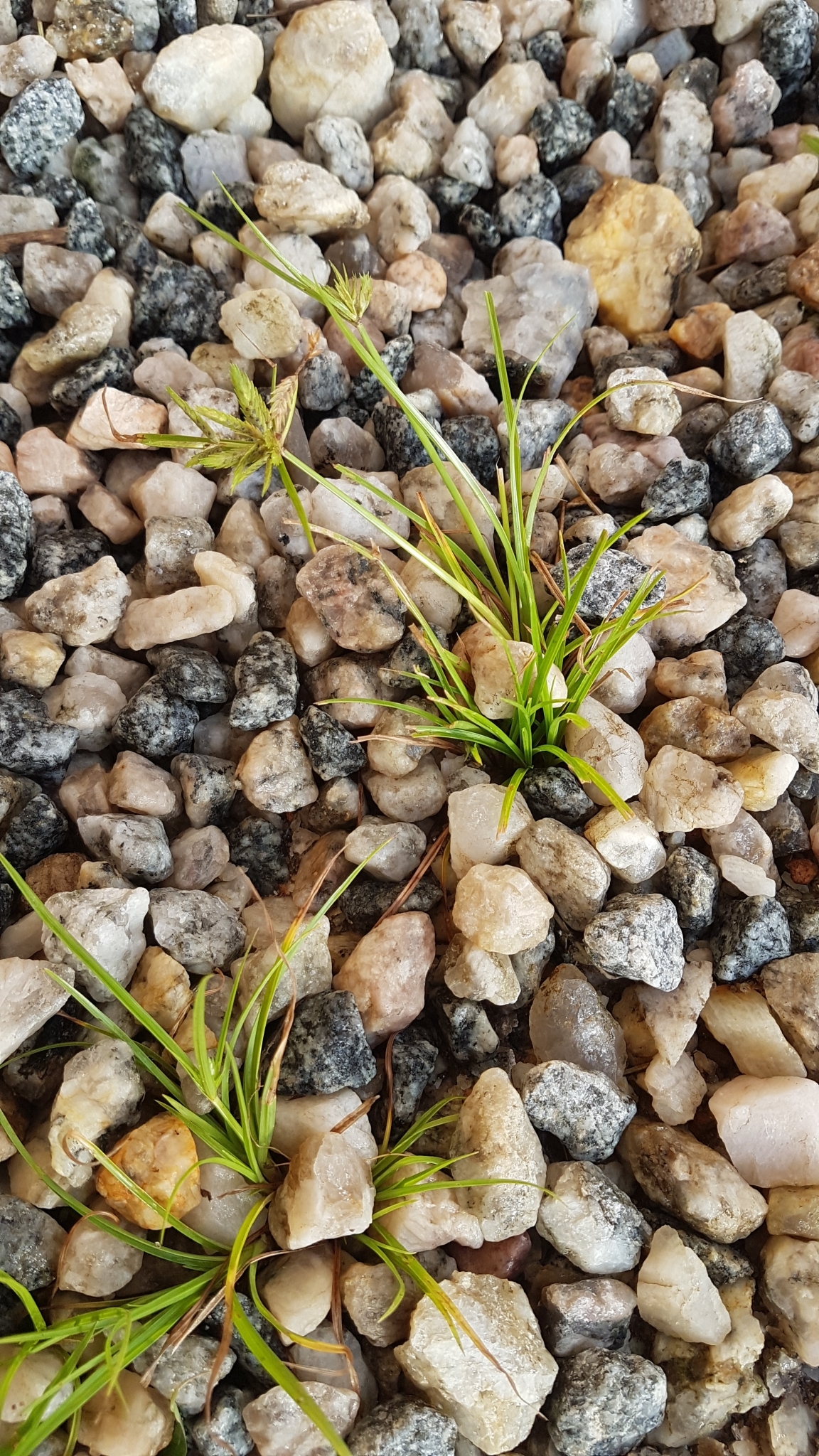 Cyperus compressus L.