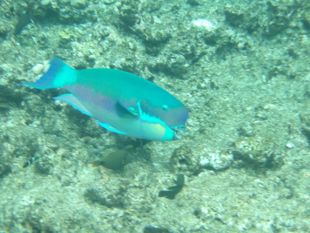 Orangestripe Triggerfish from Cairns, QLD, Australia on November 28 ...