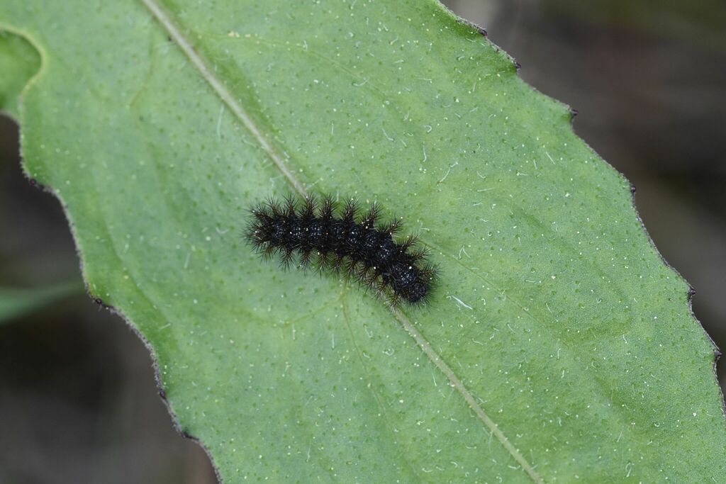 Knapweed Fritillary from Lavin, 7543 Zernez, Schweiz on May 23, 2018 at ...