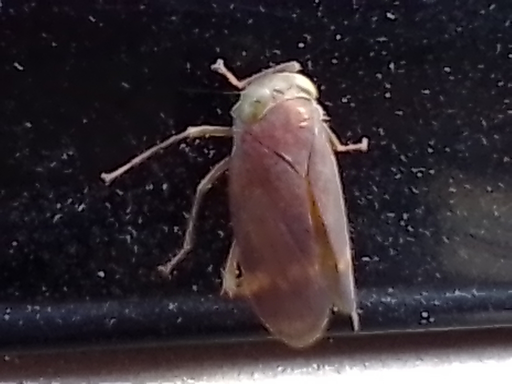 Coelidiinae from Xcumpich, 97204 Mérida, Yuc., México on February 12, 2023 at 02:24 PM by Janet ...