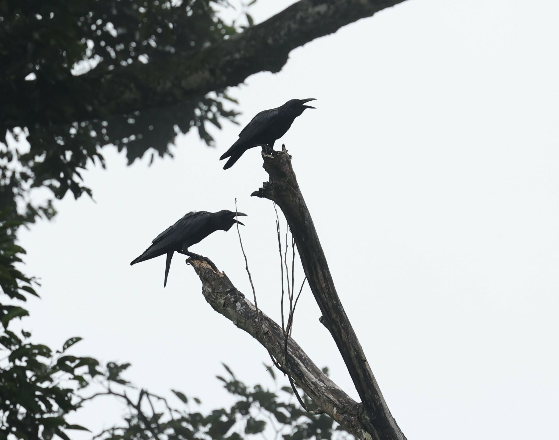 Corvus enca (Horsfield, 1821)