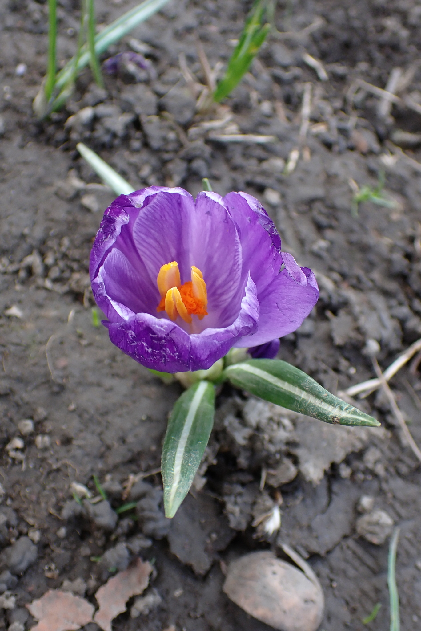 Crocus neapolitanus (Ker Gawl.) Loisel.