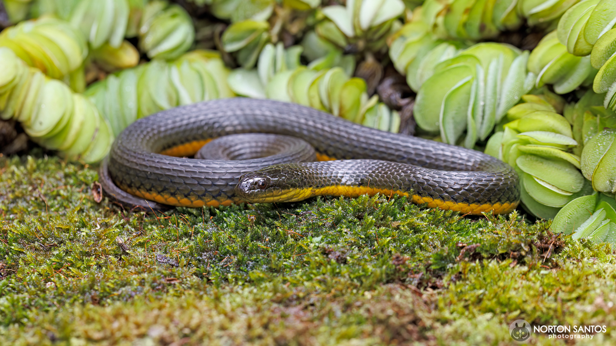 Helicops carinicaudus (Wied-Neuwied, 1824)
