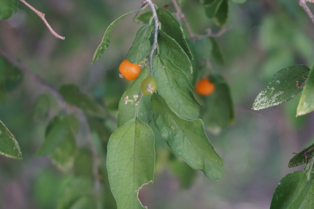 spiny hackberry from texas state university on August 30, 2018 by ...