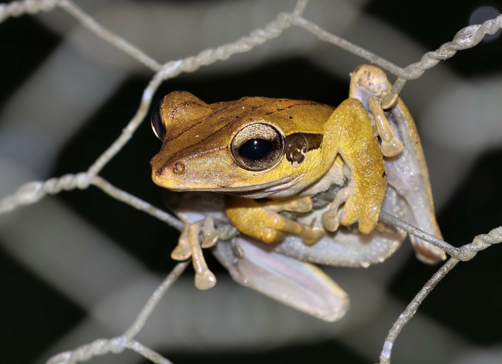 Polypedates macrotis (Boulenger, 1891)