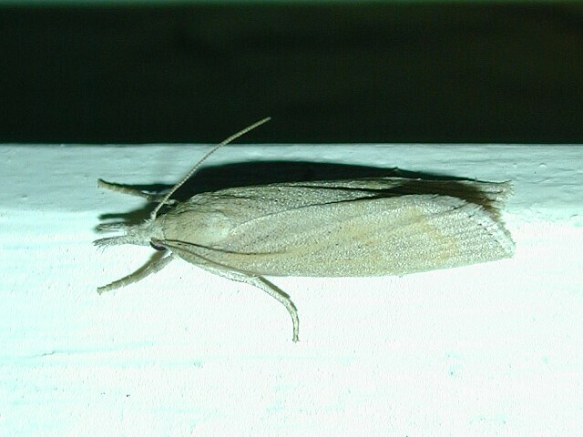 Chilo demotella from Jamaica Bay Wildlife Refuge, Queens, NY, USA on ...