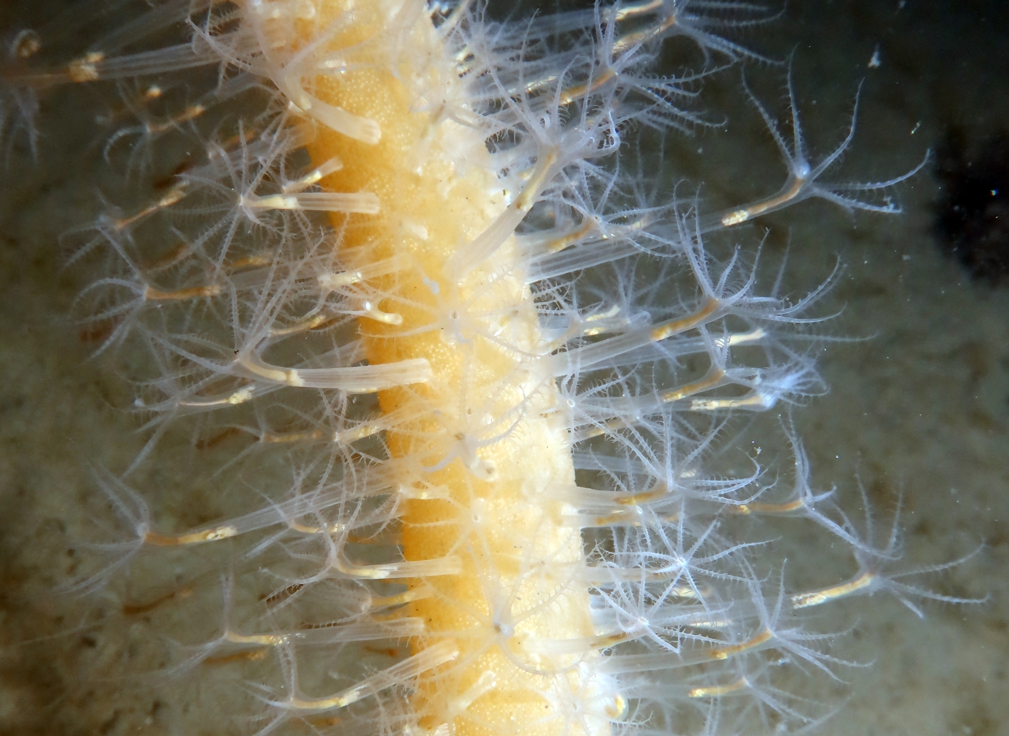 Veretillum cynomorium (Pallas, 1766)