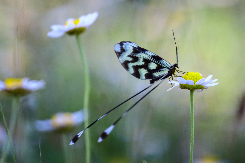 life from Merkez, TR-BG, TR on May 28, 2022 at 05:12 PM by Fatih YILMAZ ...