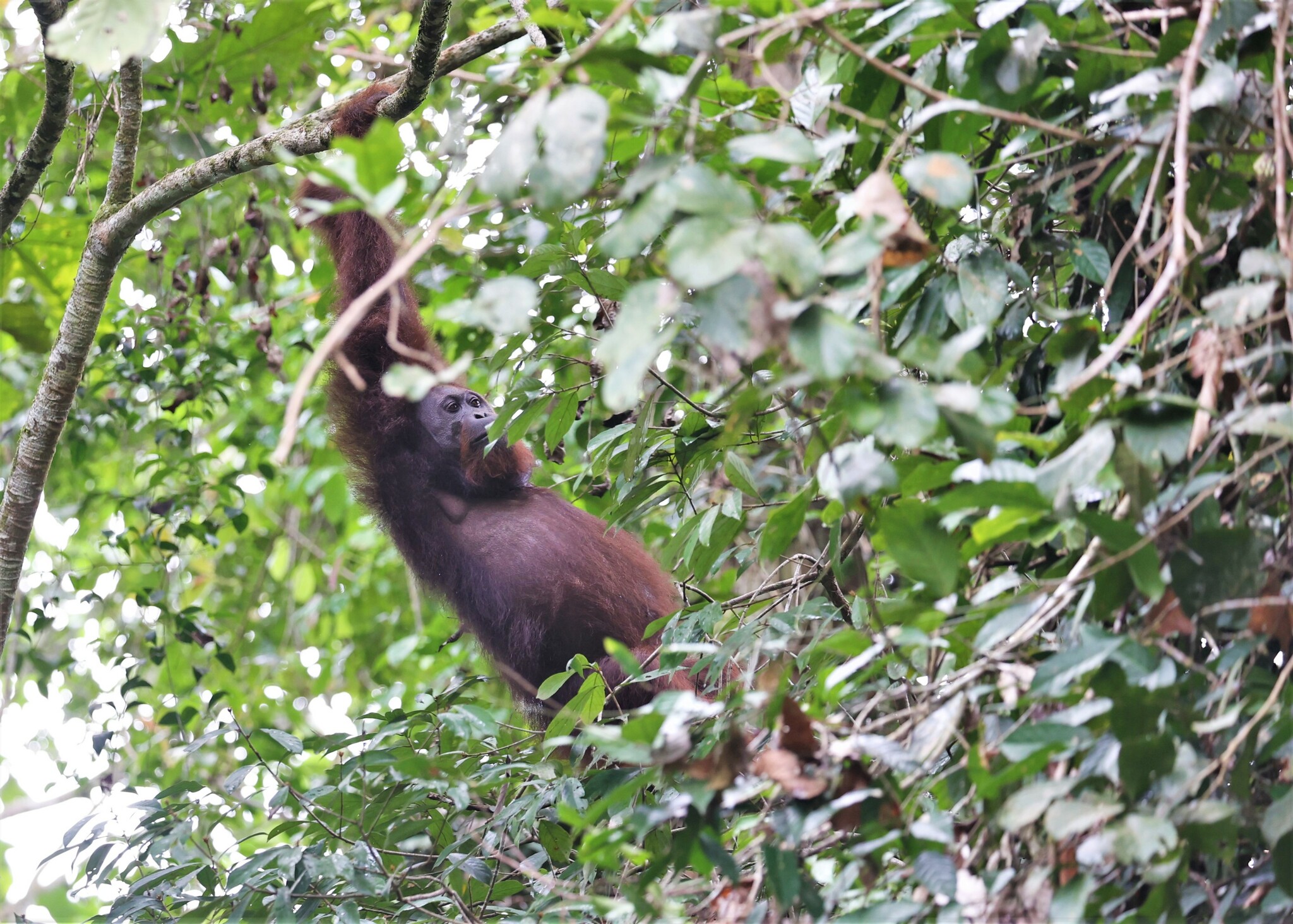 Pongo pygmaeus (Linnaeus, 1760)