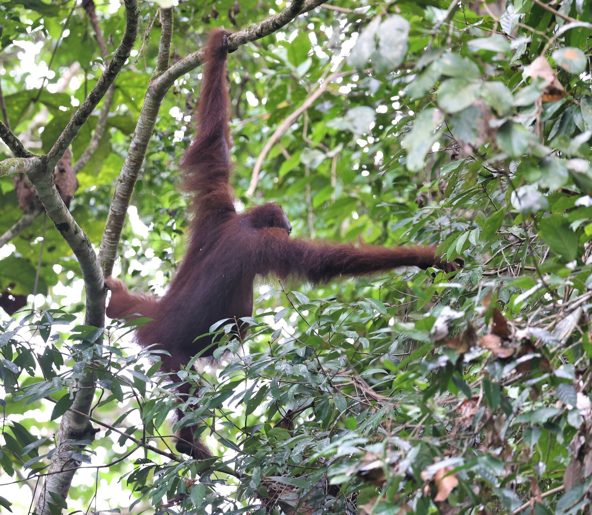 Pongo pygmaeus (Linnaeus, 1760)