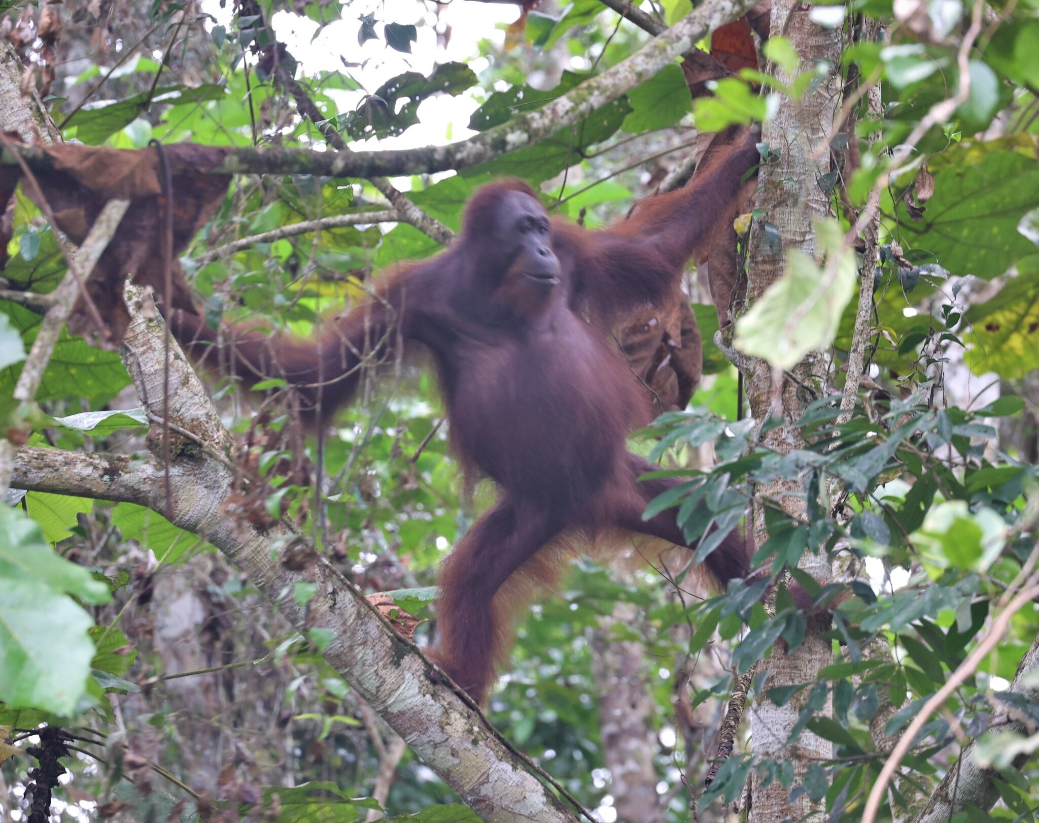 Pongo pygmaeus (Linnaeus, 1760)