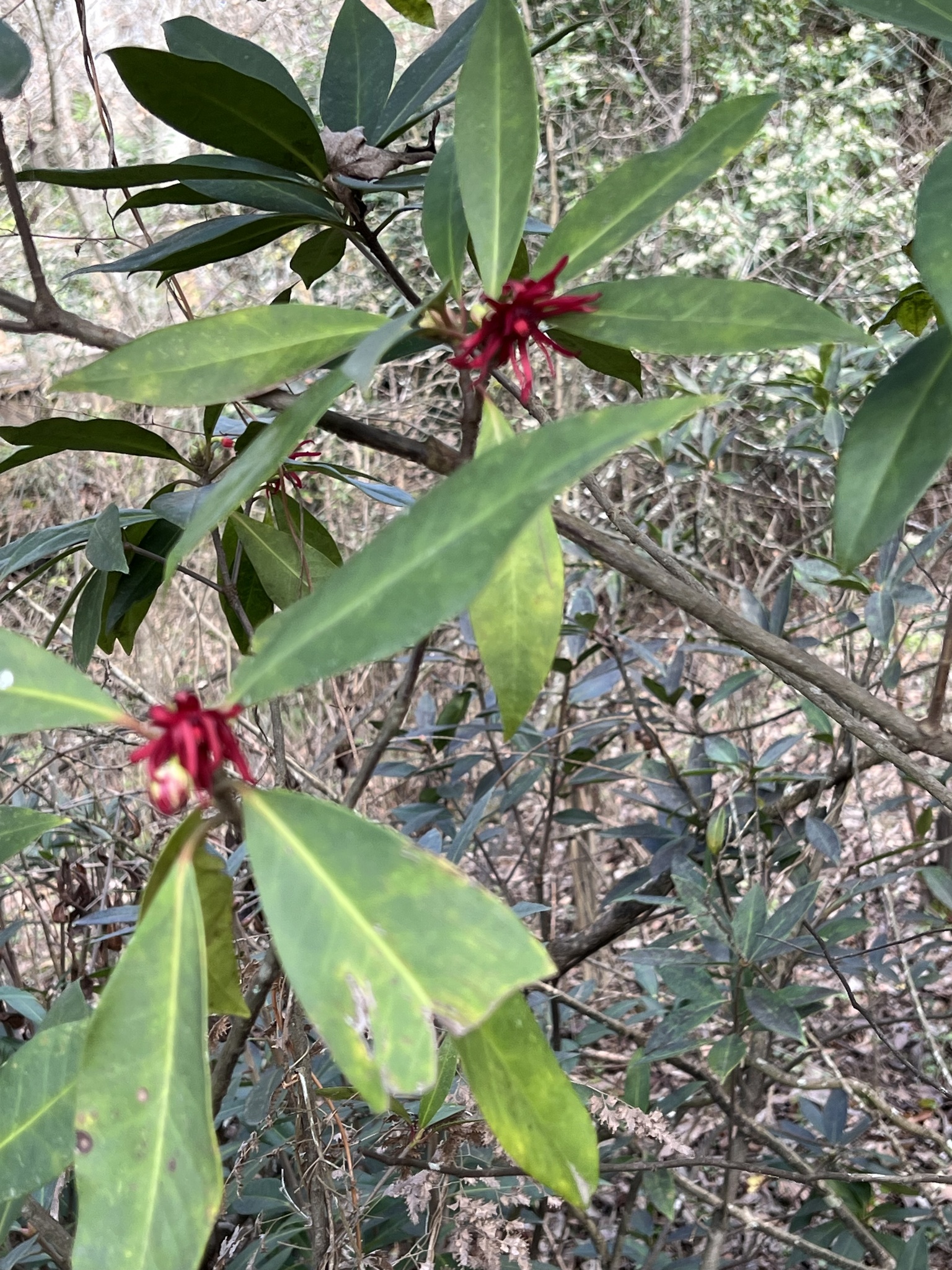 Illicium L.