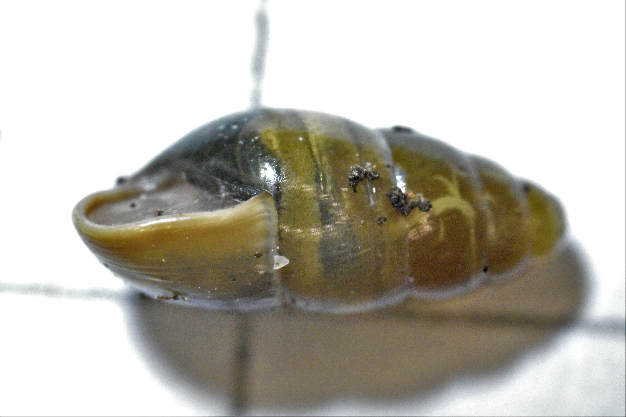 Cochlicopa A.Férussac, 1821