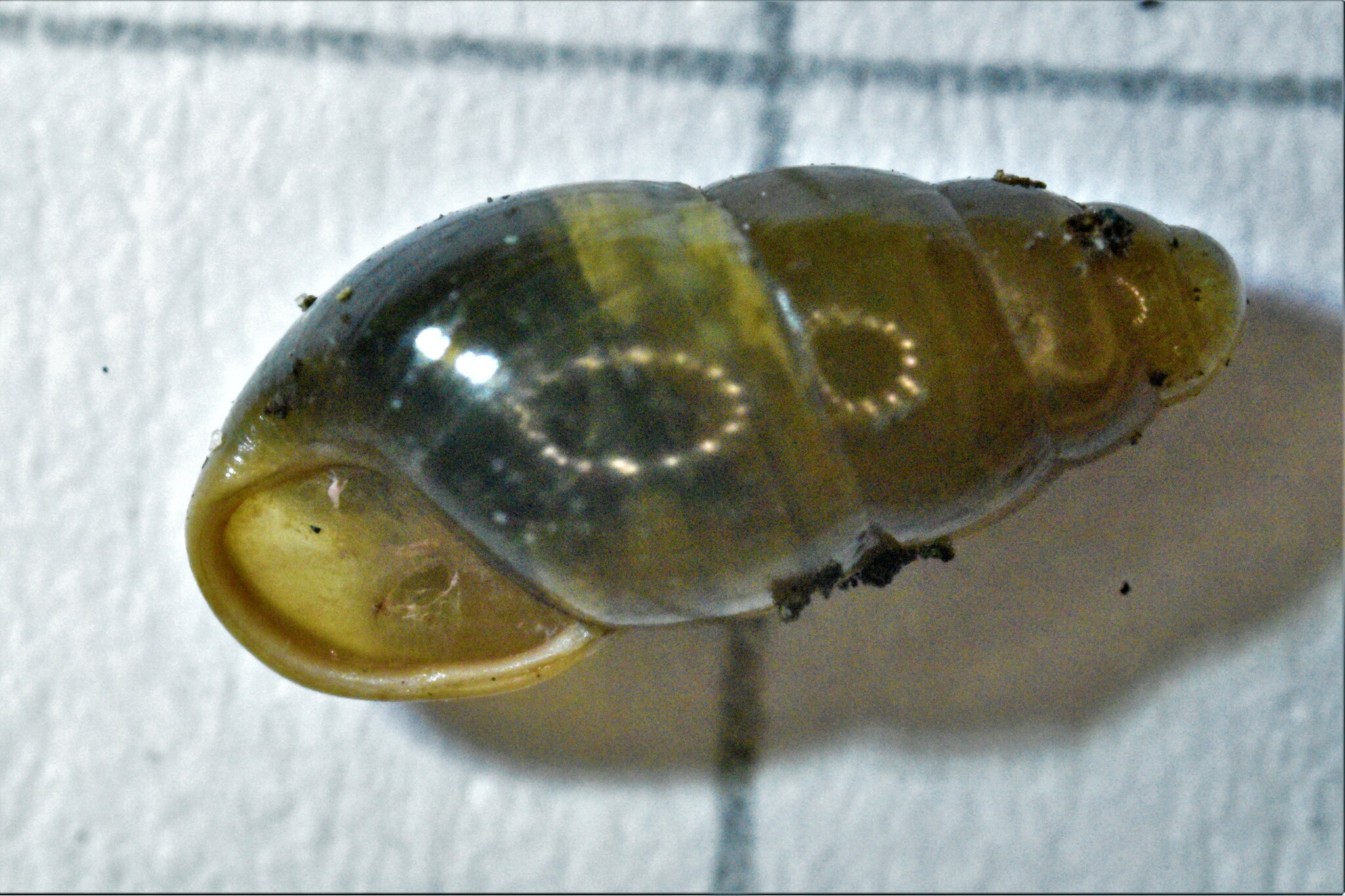 Cochlicopa A.Férussac, 1821