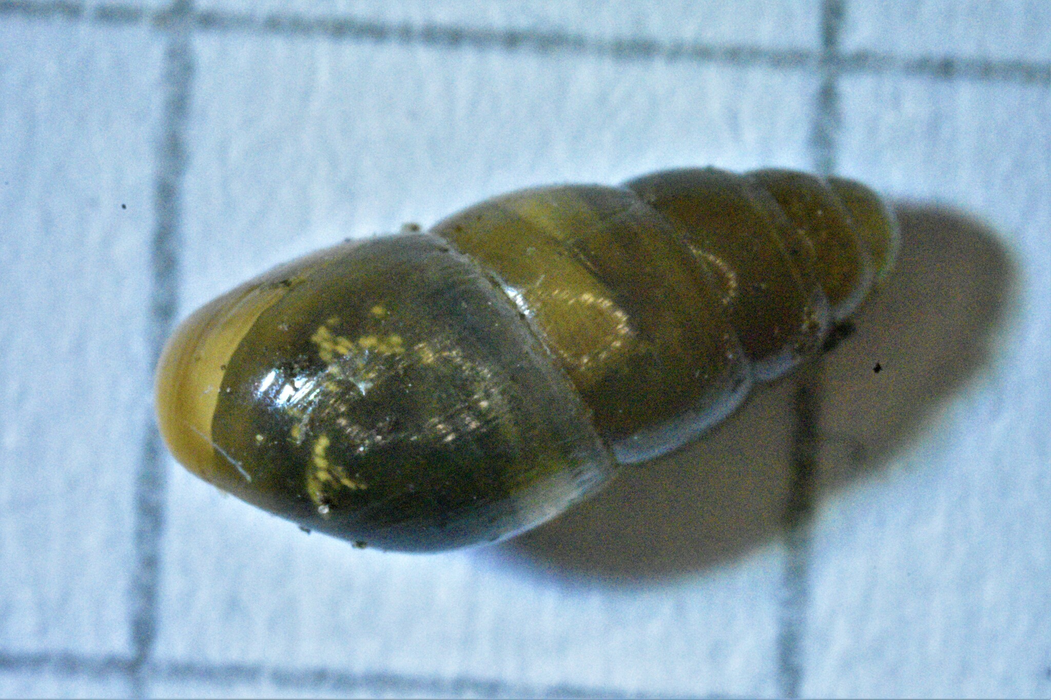 Cochlicopa A.Férussac, 1821